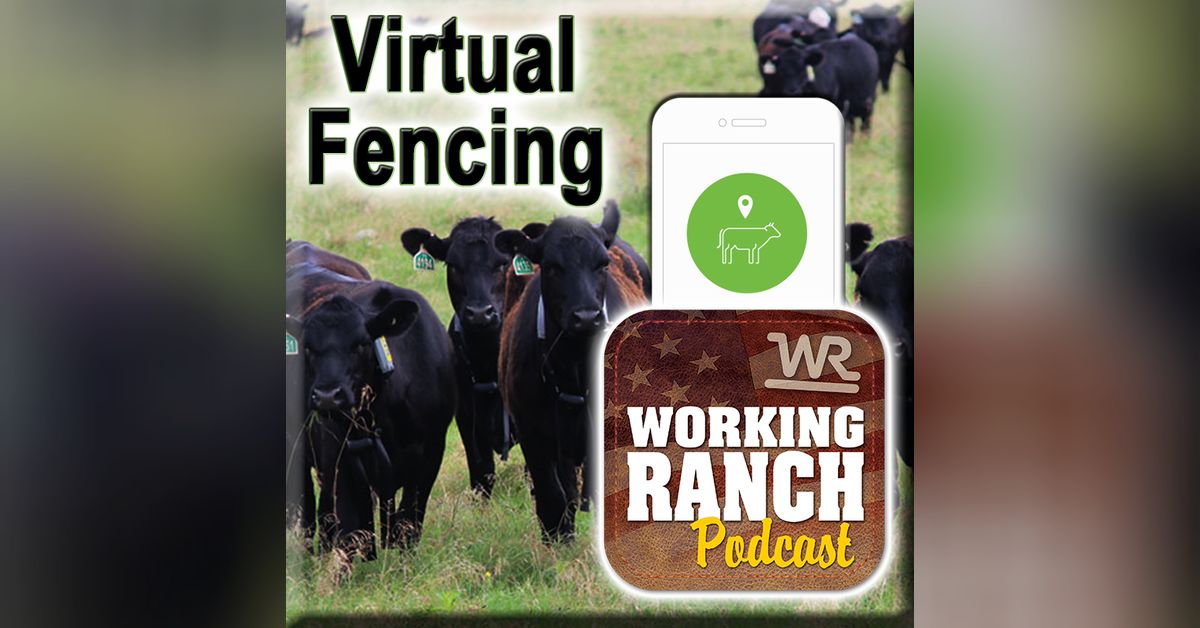 Ep 10: Virtual Fence Technology: What is it and its use in ranching ...