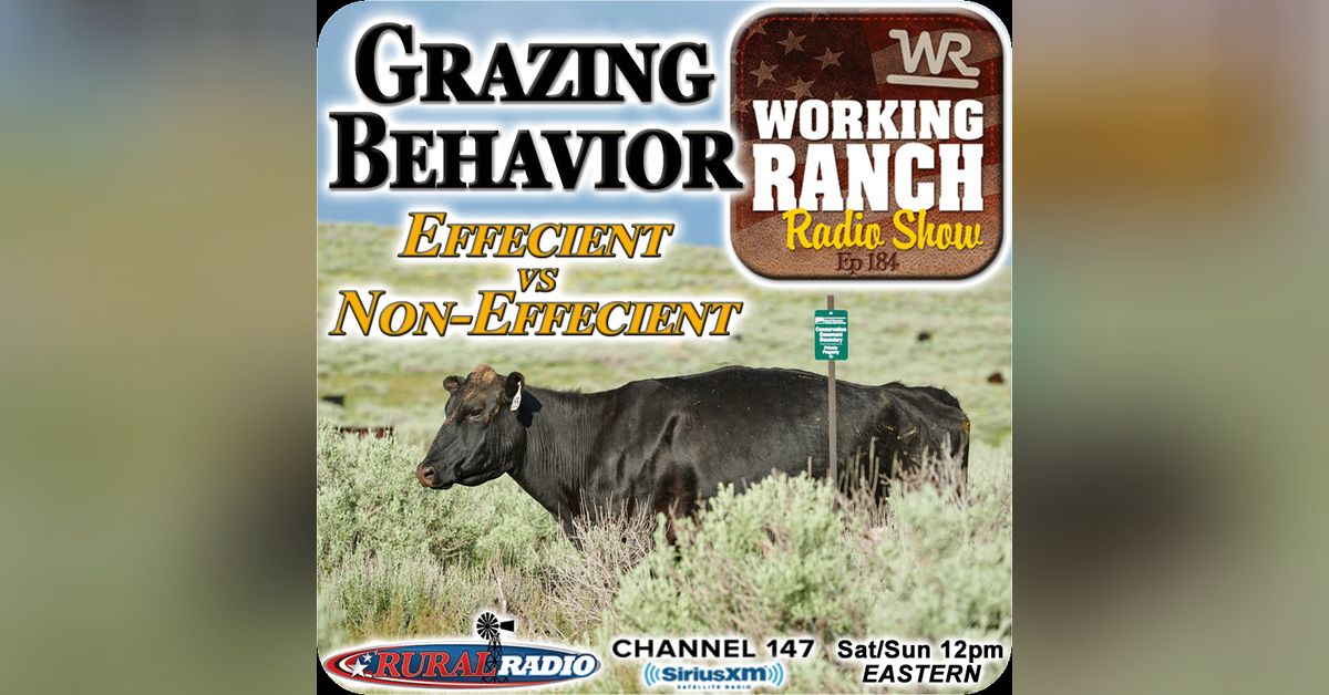 Ep 184: Grazing Behavior of Efficient vs Non-Efficient Cattle on ...
