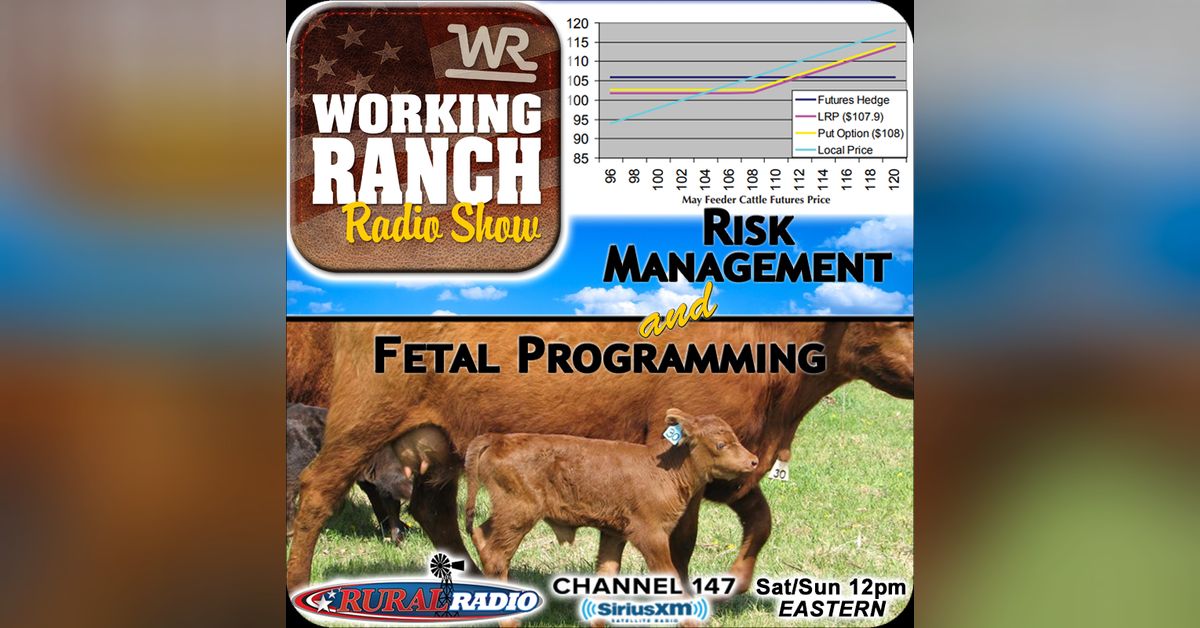 Ep 58: Two Topics: Risk Management & Fetal Programming | Working Ranch ...