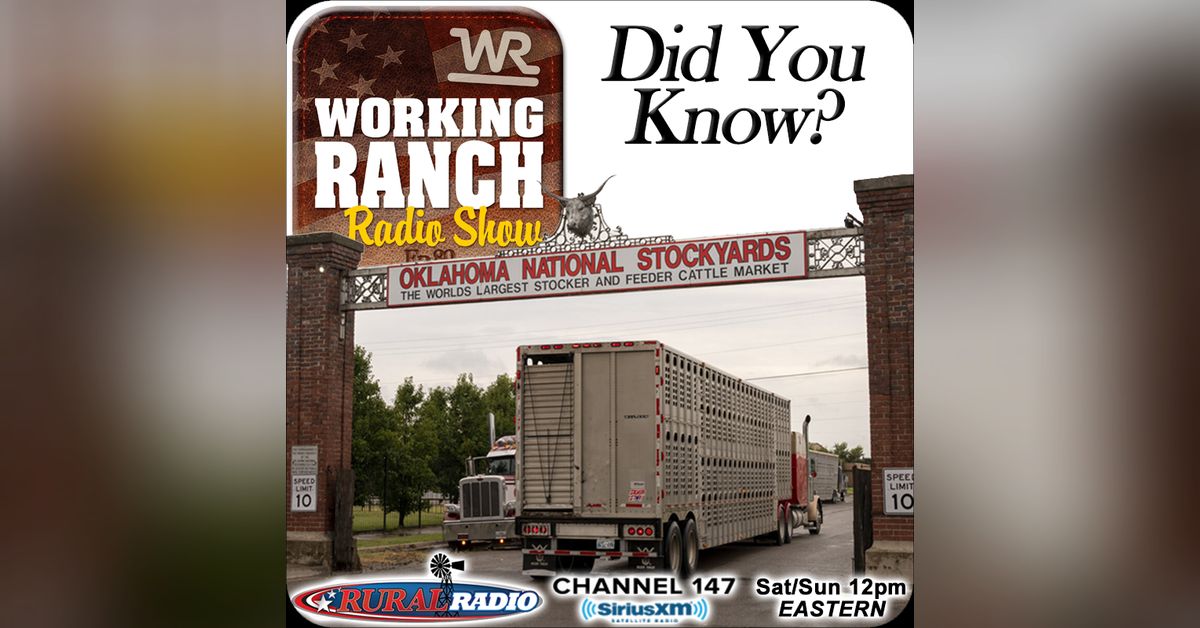 Ep 89: Oklahoma National Stockyards: Did You Know… | Working Ranch ...