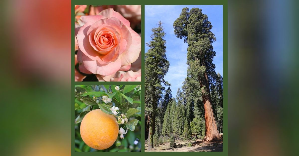 Celebrate Early Spring in California's Sequoia Country | Big Blend Radio