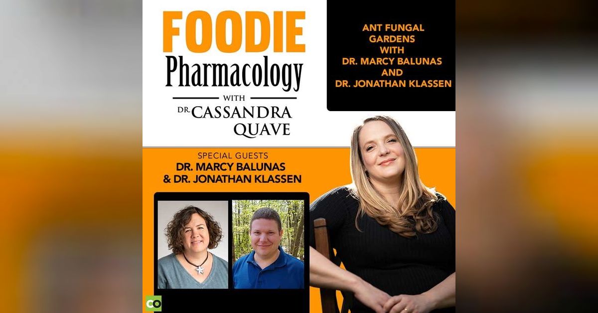 Ant Fungal Gardens with Dr. Marcy Balunas and Dr. Jonathan Klassen ...