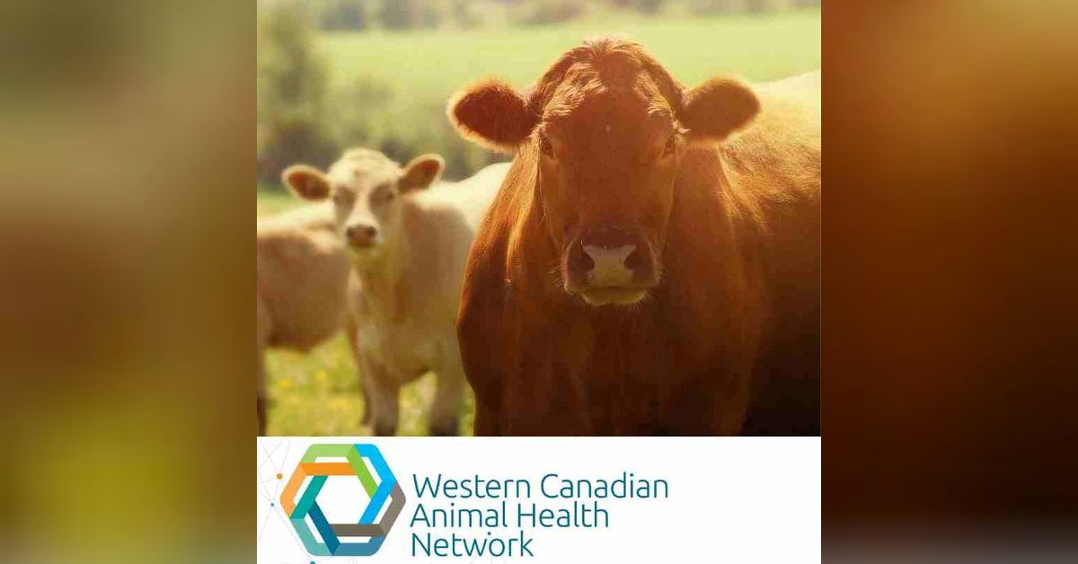 WeCAHN Cattle Health Update: Beef cow-calf vaccination planning and ...