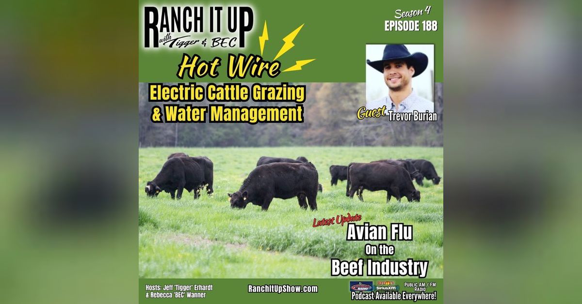 Electric Fence Cow Calf Pairs, Cell Grazing Water Management & Avian ...