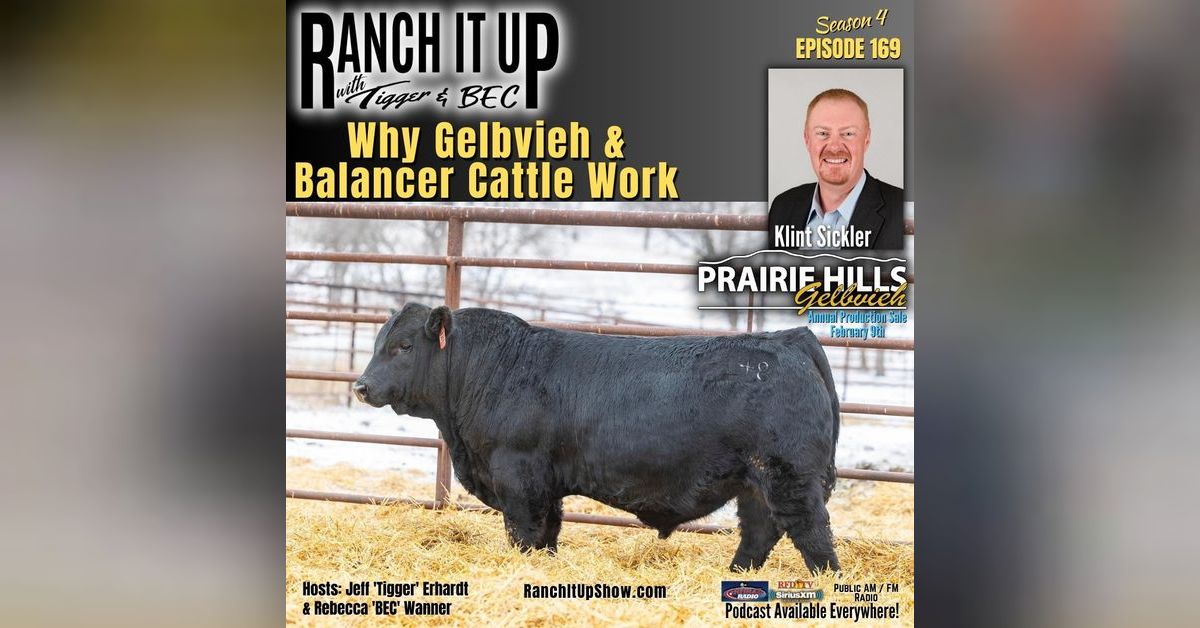 This Is Why Gelbvieh, Balancer, & Red Angus Cattle Work | Ranch It Up ...