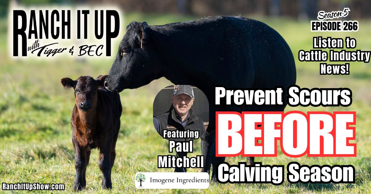 Prevent Scours Before Calving Season & Cattle Industry News | Ranch It ...