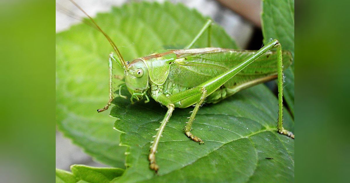 Organizing Tips just for Crickets - What ClutterBug Are You ...