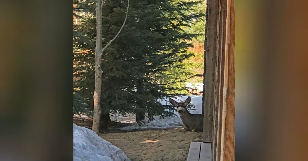 Ep. 88 Susannah by Carlisle Floyd | Opera For Everyone