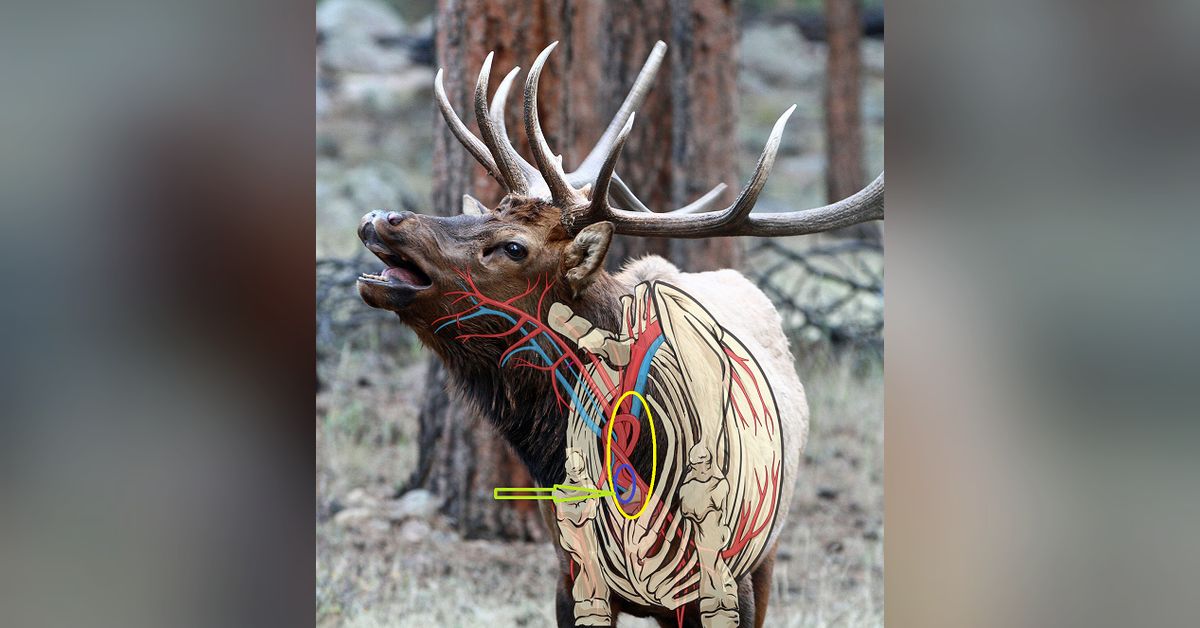 Frontal Shots with Joel Turner | Days In The Wild - Big game Hunting ...