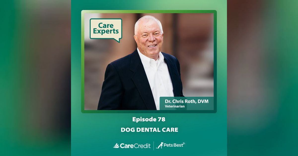 Dog Dental Care - Dr. Chris Roth | Care Experts with CareCredit