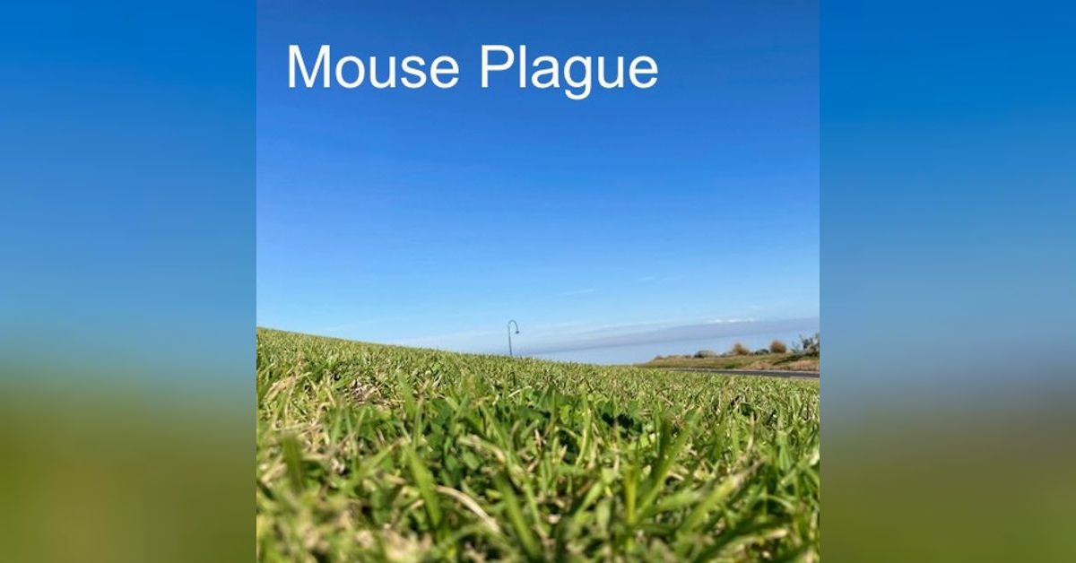Mouse Plague | Sorting Life