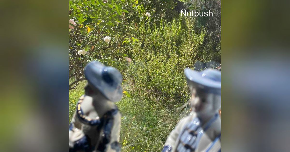 Nutbush | Sorting Life