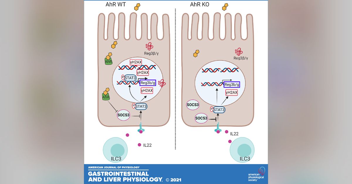 Got Guts: Aryl hydrocarbon receptor (AhR) function is required for ...