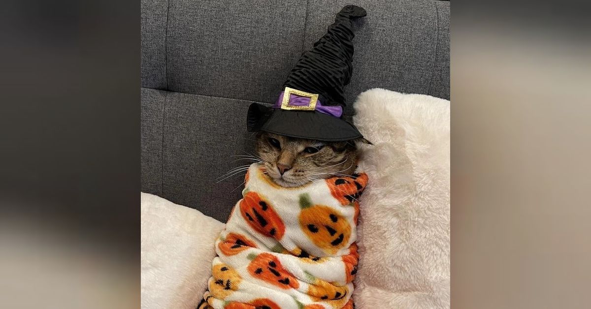 THEY CHEATED EDITION - POLNEWSCENTRAL, MILO YIANNOPOULOS, NICK FUENTES ...