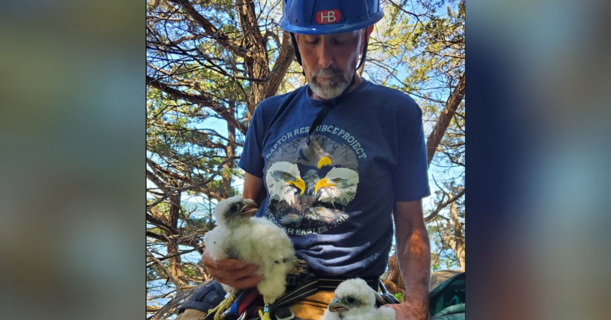 Rhymes With - Raptor Resource Project’s Dave Kester | Rhymes With Decorah