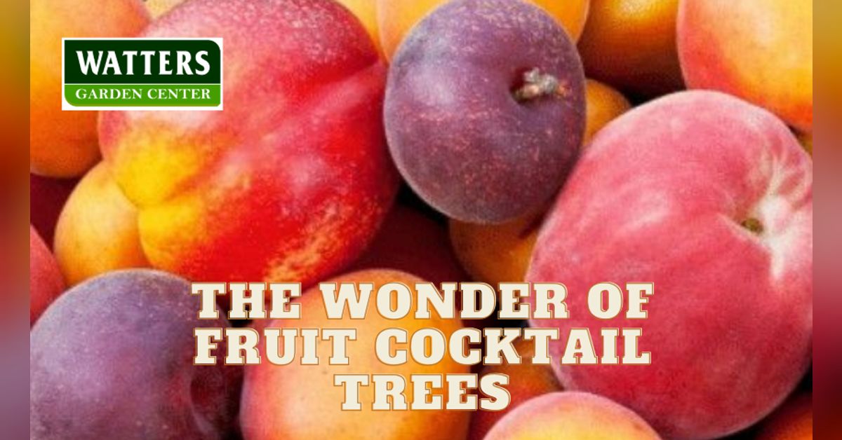 Unbox a Garden - Explore the Wonder of Fruit Cocktail Trees | Mountain ...