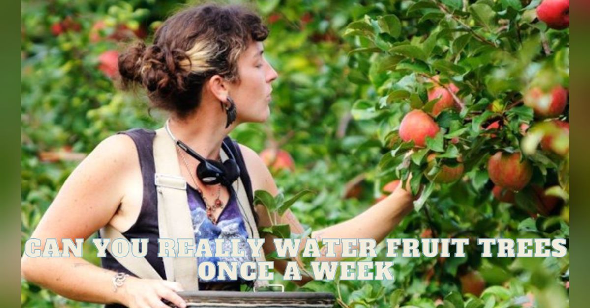 🍒Can You Really Water Fruit Trees Just Once a Week for a Bountiful ...