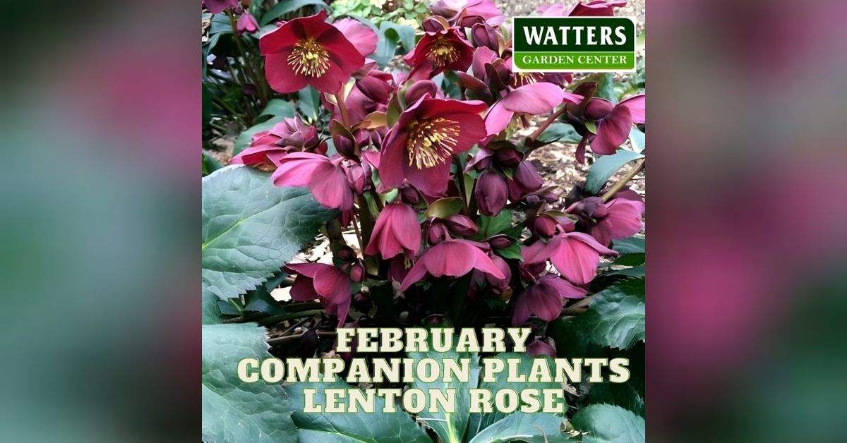 February Plant of the Month – Hellebore | Mountain Gardener with Ken & Lisa