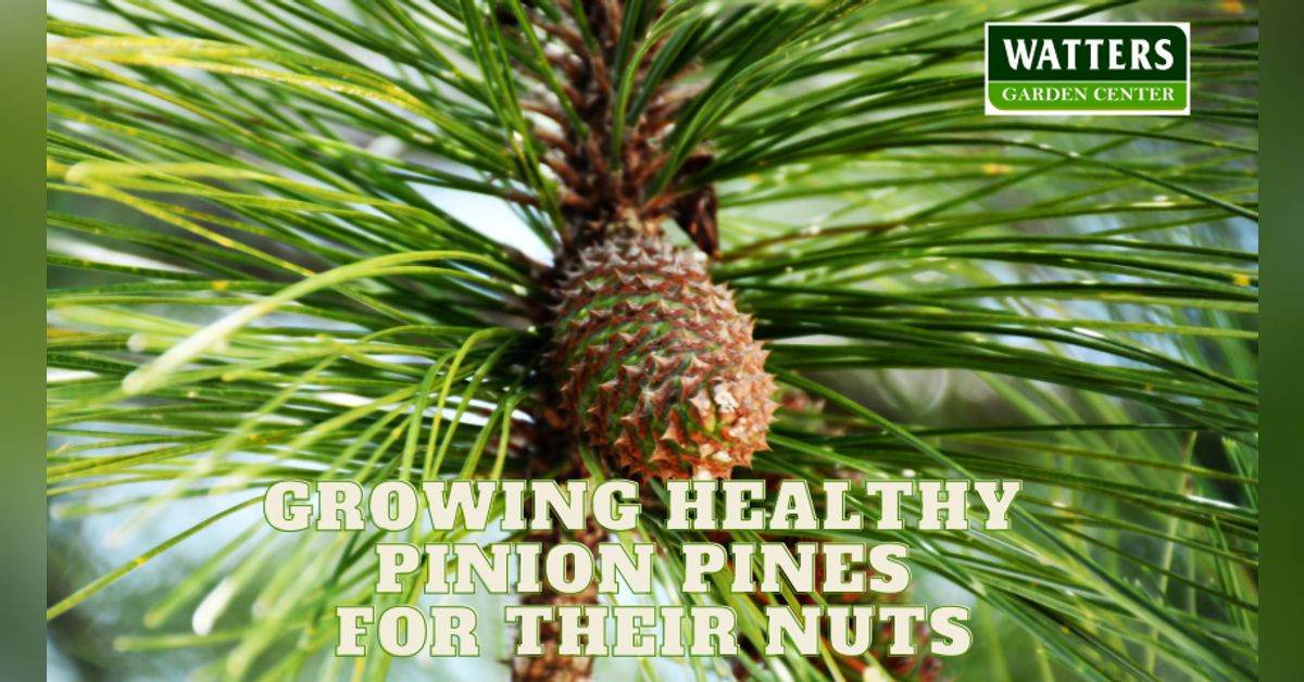 How to Grow Healthy Pinion Pines for Their Nuts | Mountain Gardener ...