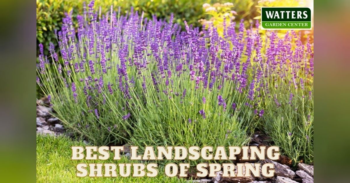 17 Best Landscaping Shrubs for Spring in Northern Arizona: A Ken Lain ...