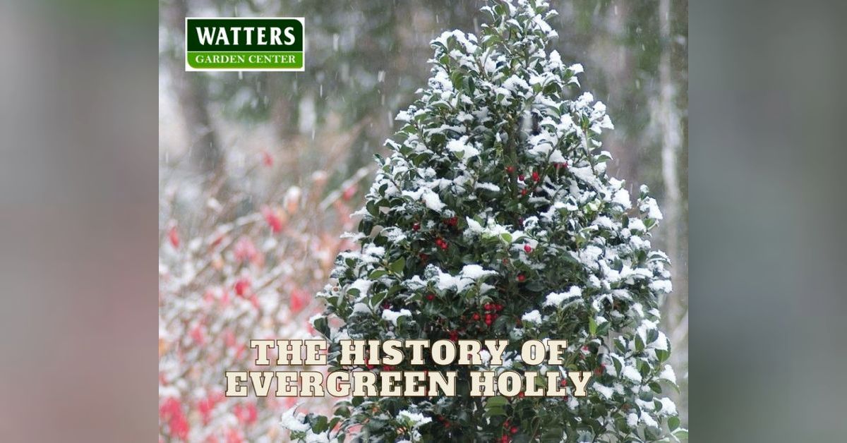 The Story Behind the History of Evergreen Holly | Mountain Gardener ...