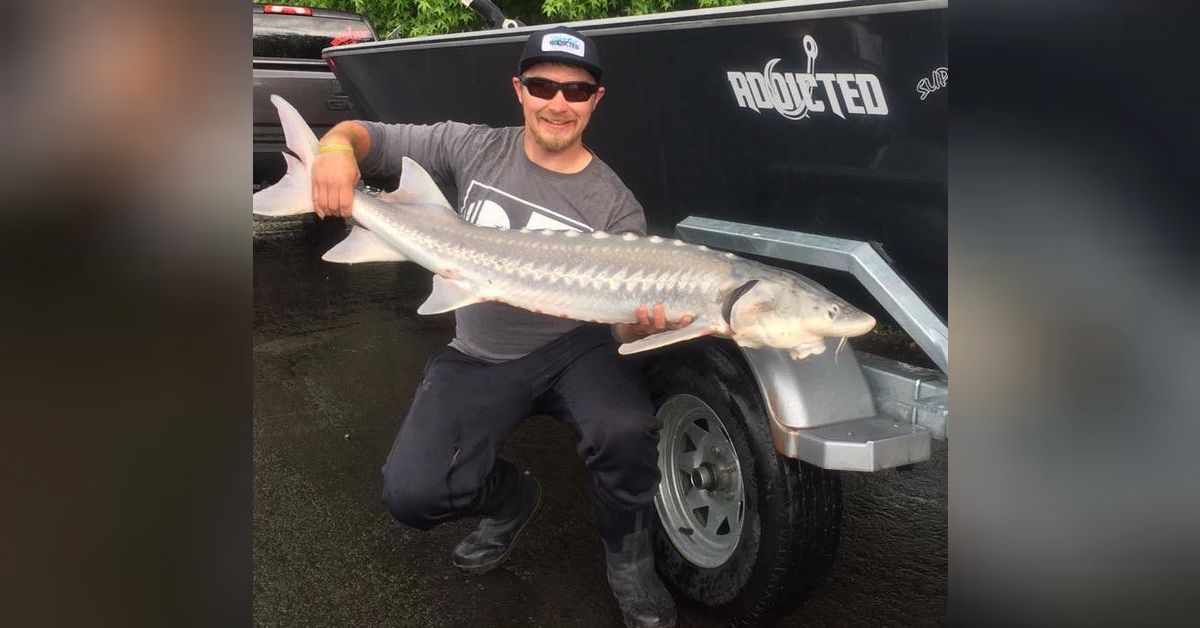 Tiger Muskie, Columbia Sturgeon, Shad and Waiting for Alaska ...