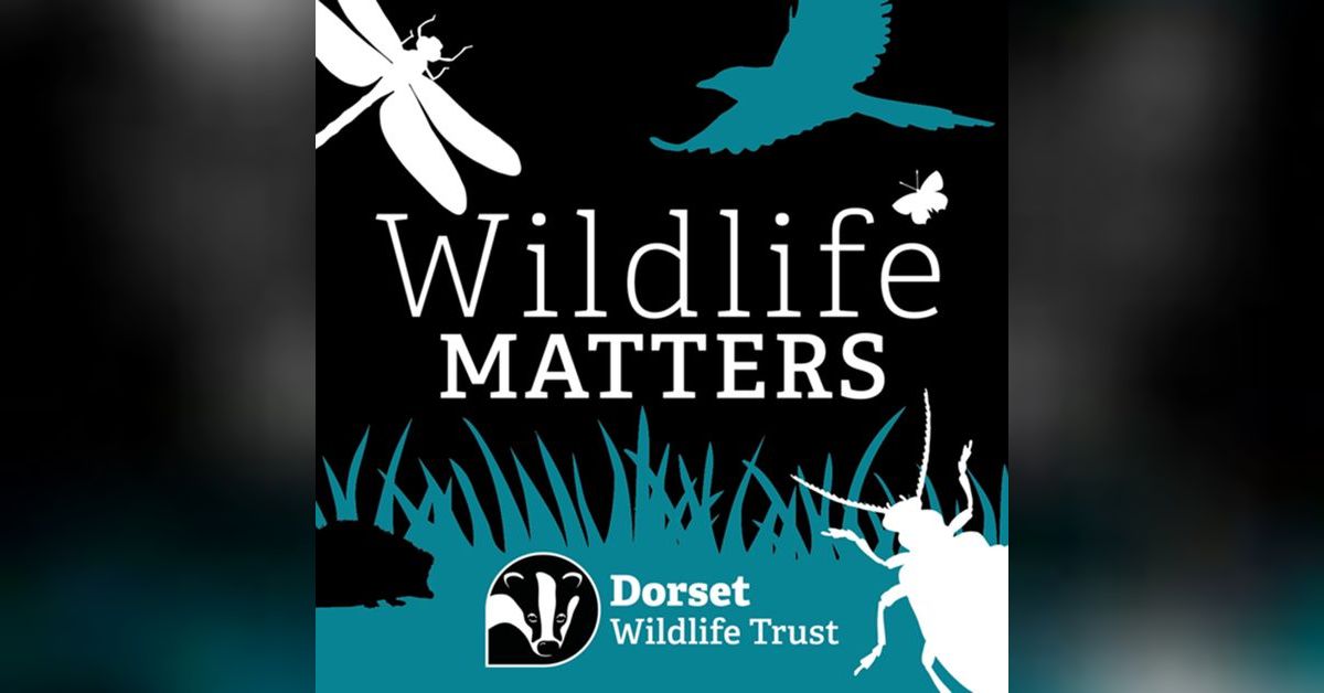 Wild Woodbury | Wildlife Matters