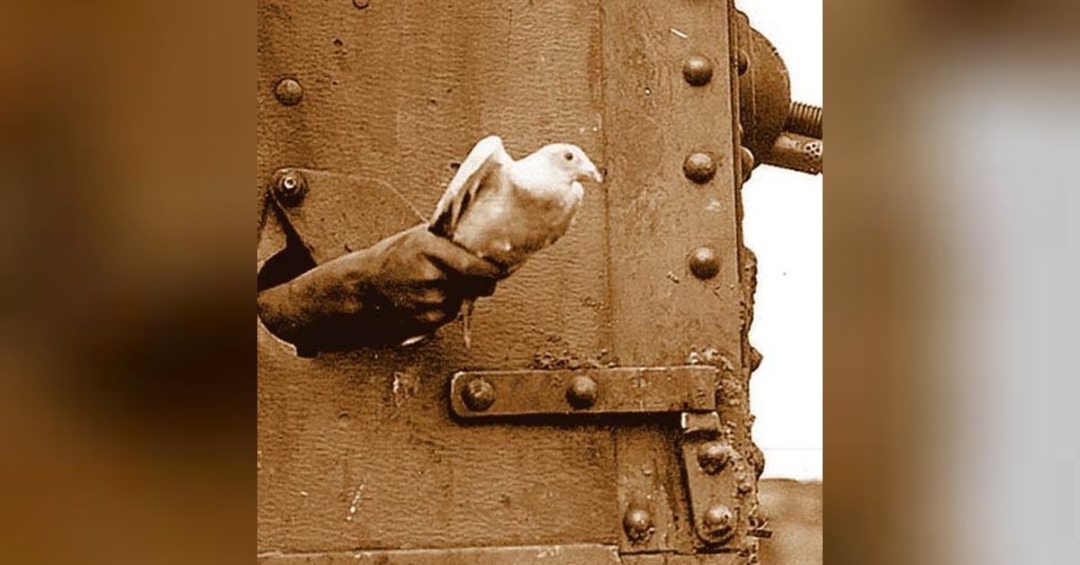 FOCUS ON: The Animals of WWI - Ep.#141 | WW1 Centennial News
