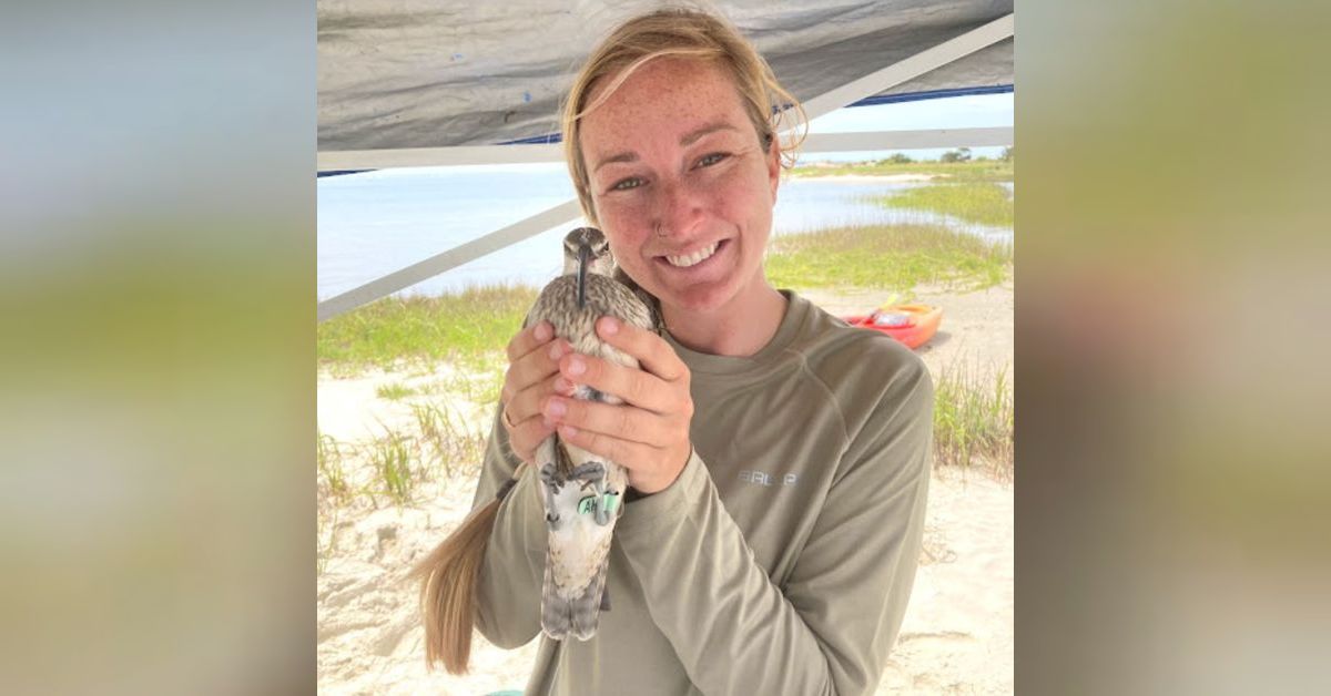 Discovering the Shorebirds and Seabirds of Coastal Georgia | Tybee ...