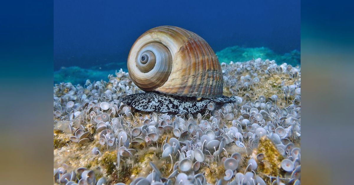 The Secrets of Snails: A Shell of a Time | Tybee Island Marine Science ...