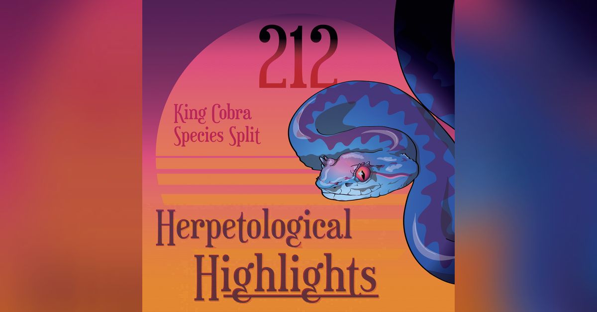 212 King Cobra Species Split | Herpetological Highlights