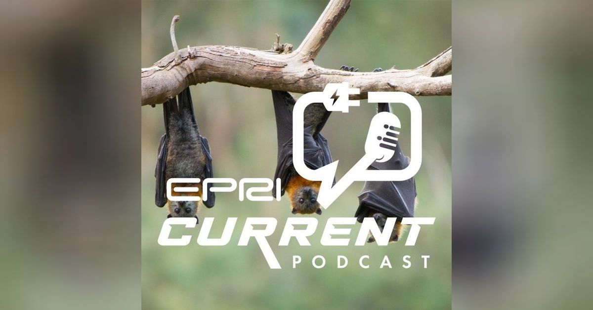 63. A Bat Week Special: Fat Bats and the Electric Sector’s Role in ...