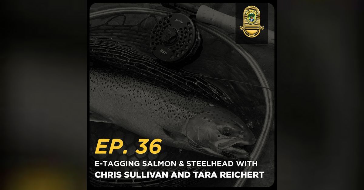 Ep. 36 - E-Tagging Salmon & Steelhead with Chris Sullivan and Tara ...