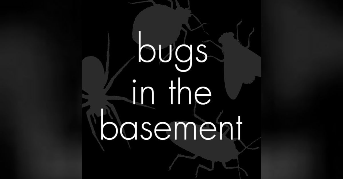 Perillus Bioculatus aka The Two-spotted Stink Bug | Bugs In The Basement