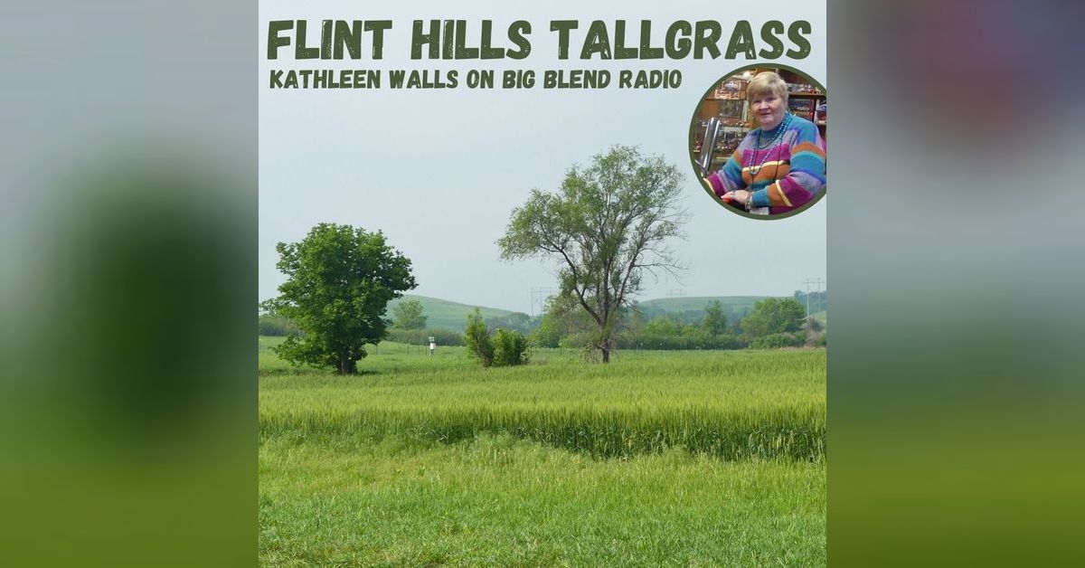 Kathleen Walls - Flint Hills Tallgrass Prairie in Kansas | Nature ...