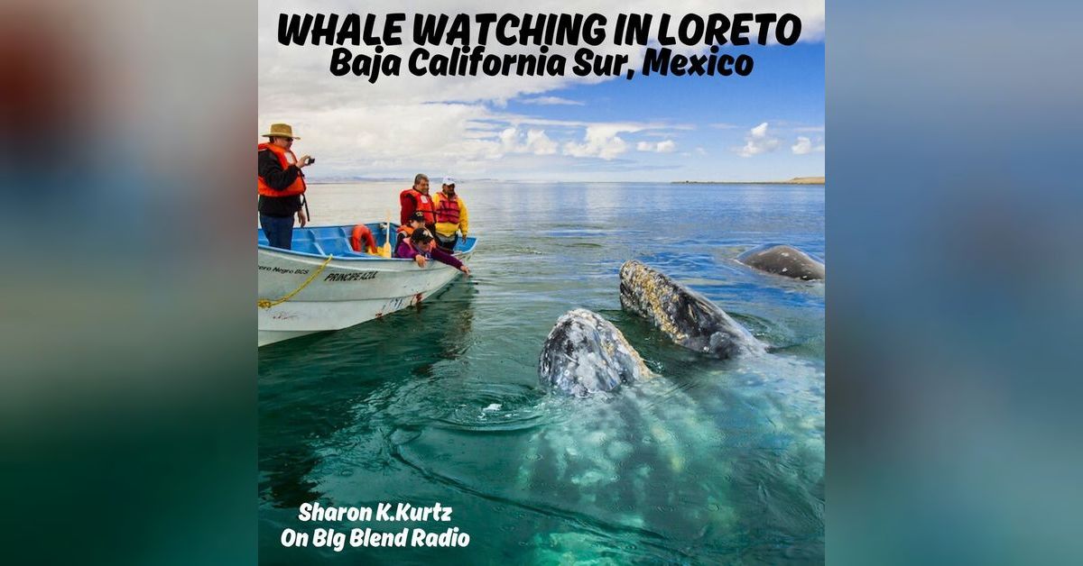 Whale Watching in Loreto, Baja California Sur, Mexico | Parks & Travel
