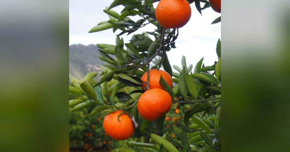 A Complete Guide to Orchard Fruits: Different Tree Varieties and ...