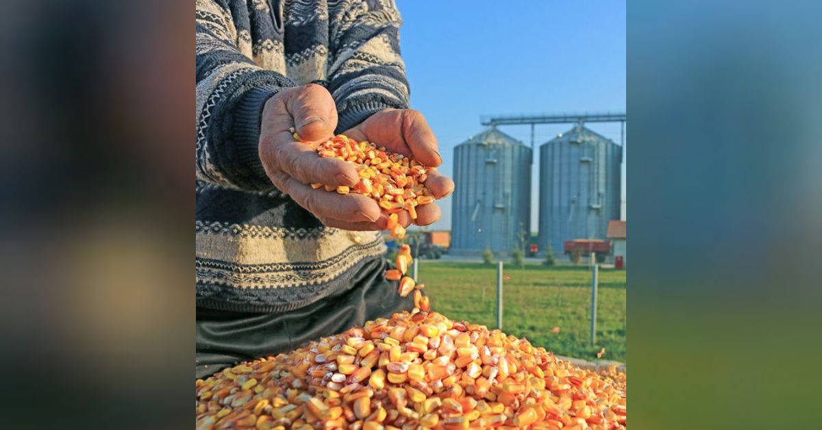 A quick tour of the corn wet milling industry | McKeany-Flavell Hot ...