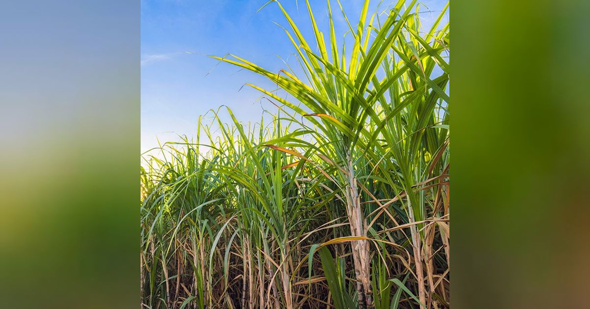 The world sugar market | McKeany-Flavell Hot Commodity Podcast