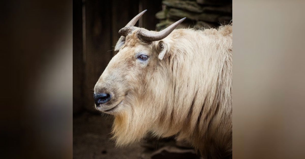 All Creatures Podcast - Episode 107: Talking about the Takin | Free ...
