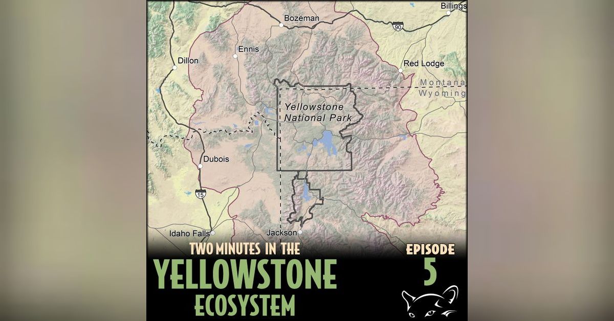 Episode 5: What is the Greater Yellowstone Ecosystem? | Greater ...