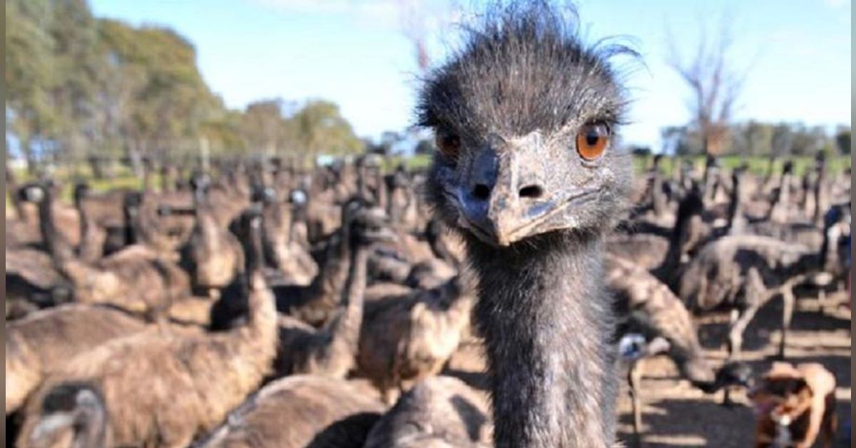 Ep 34 The Great Emu War: Australian History | Australian Histories Podcast