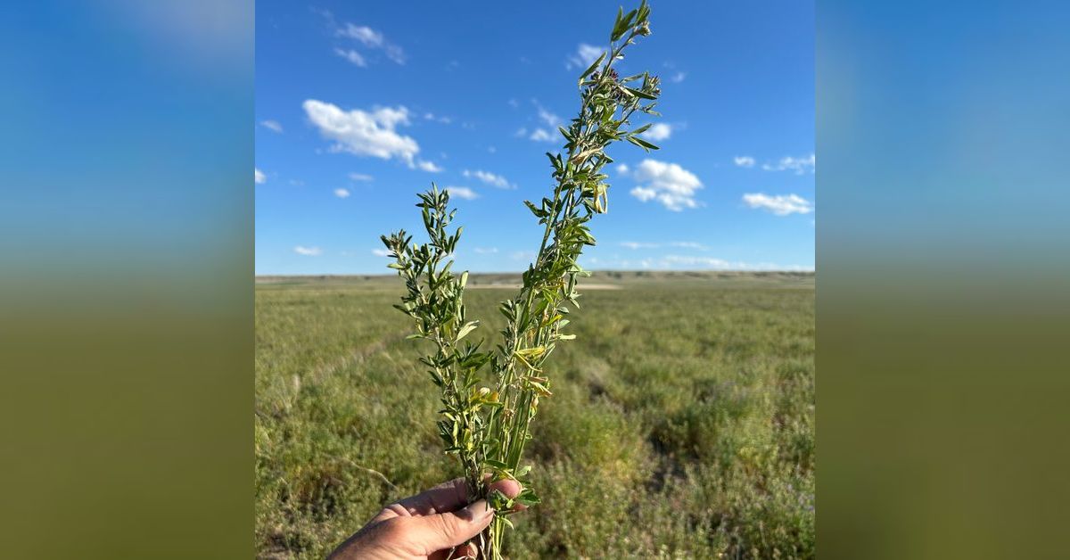 Letters From a Land of Grass - Drought in Our Schools (7-25-2025 ...