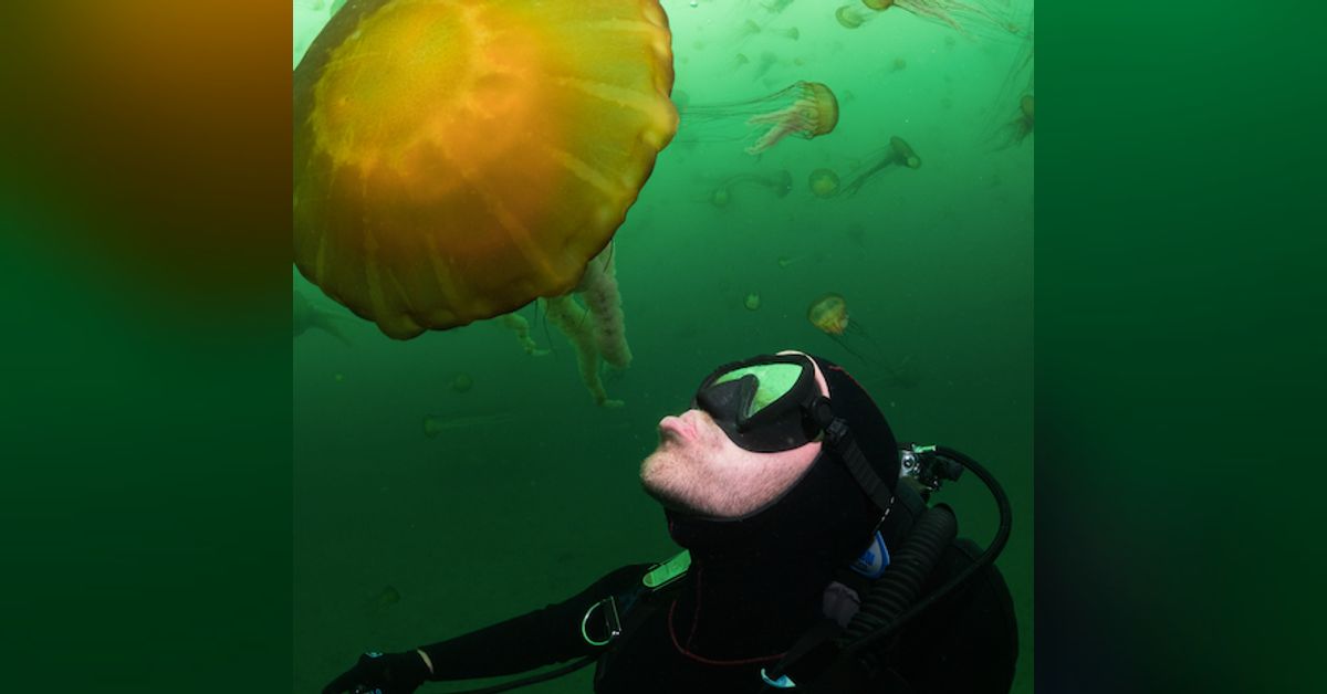 Patrick Webster -- underwater photography, conservation through story ...