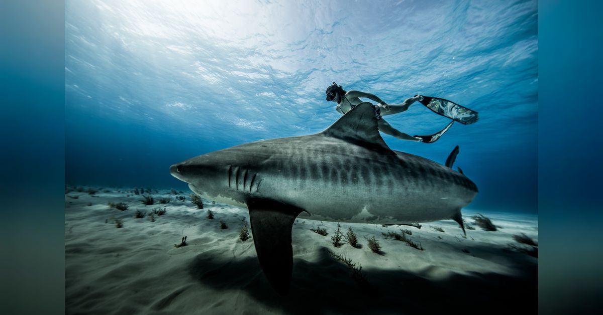 Madison Stewart -- life dedicated to saving sharks, helping fishermen ...