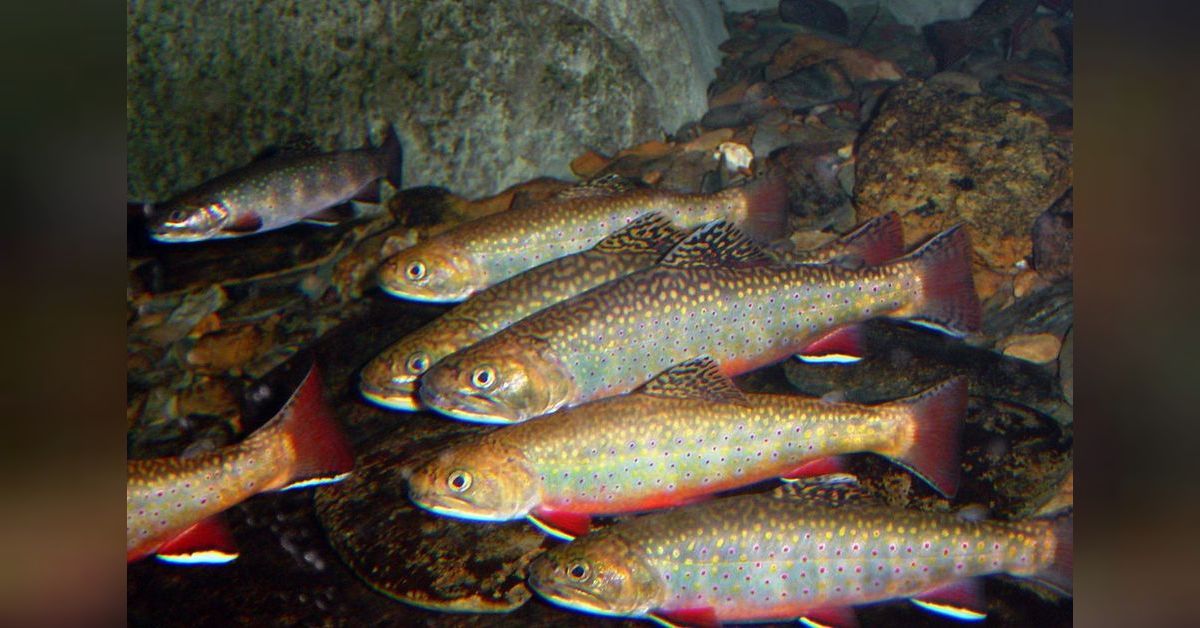 054 - From "Why, Oh Why!" to YY in the Battle Against Invasives with Dr ...