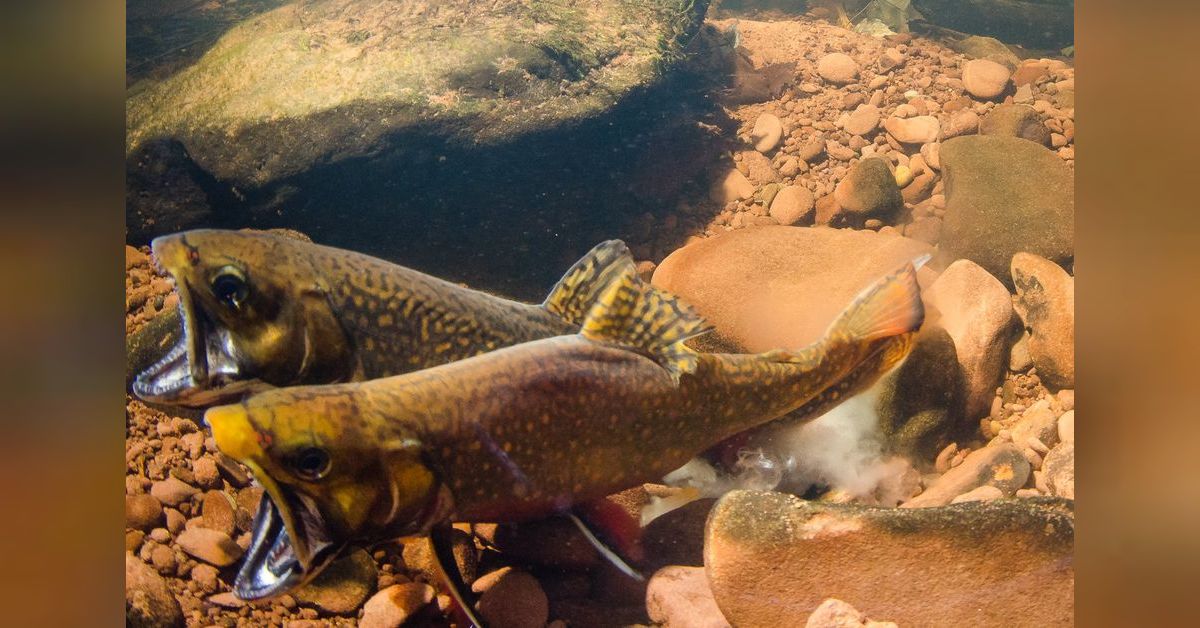 103 - Muskie, Photography, and Fish Passage with Dr. Sean Landsman ...