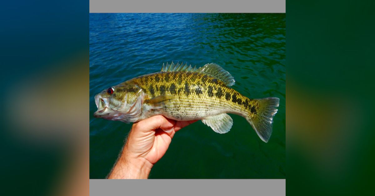 213 - Alabama Bass Impacts with Steve Sammons and Lawrence Dorsey | The ...