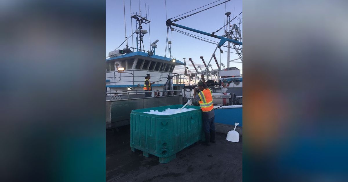 198 - Can migratory fishes like tuna benefit from MPAs? Sarah Medoff ...