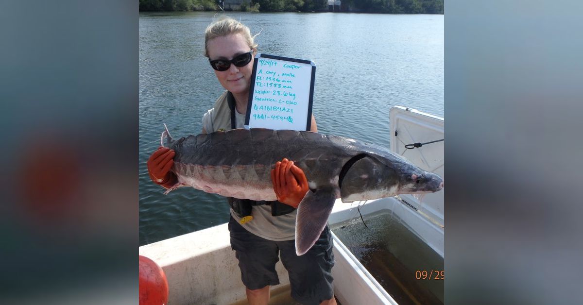 287 - South Carolina's diadromous fishes with Ellen Waldrop | The ...